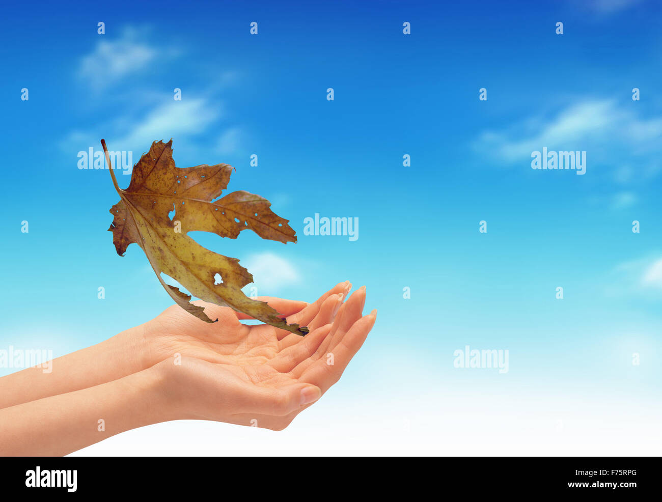 Hand and a leave Stock Photo - Alamy