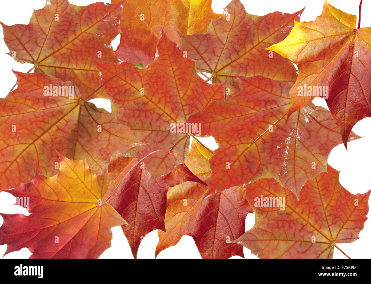 Leave background hi-res stock photography and images - Alamy