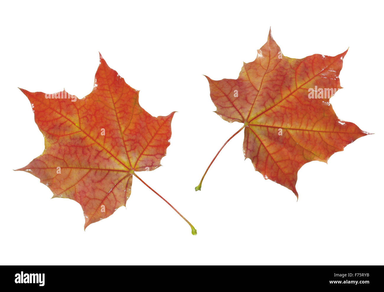 Dead wet leaves Cut Out Stock Images & Pictures - Alamy