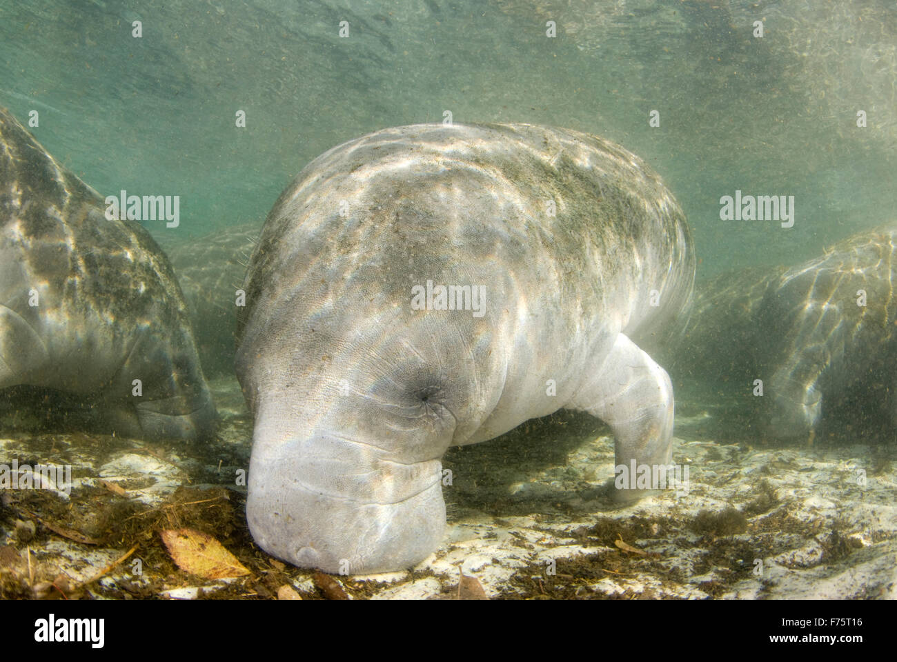 Manatee nose hi-res stock photography and images - Alamy