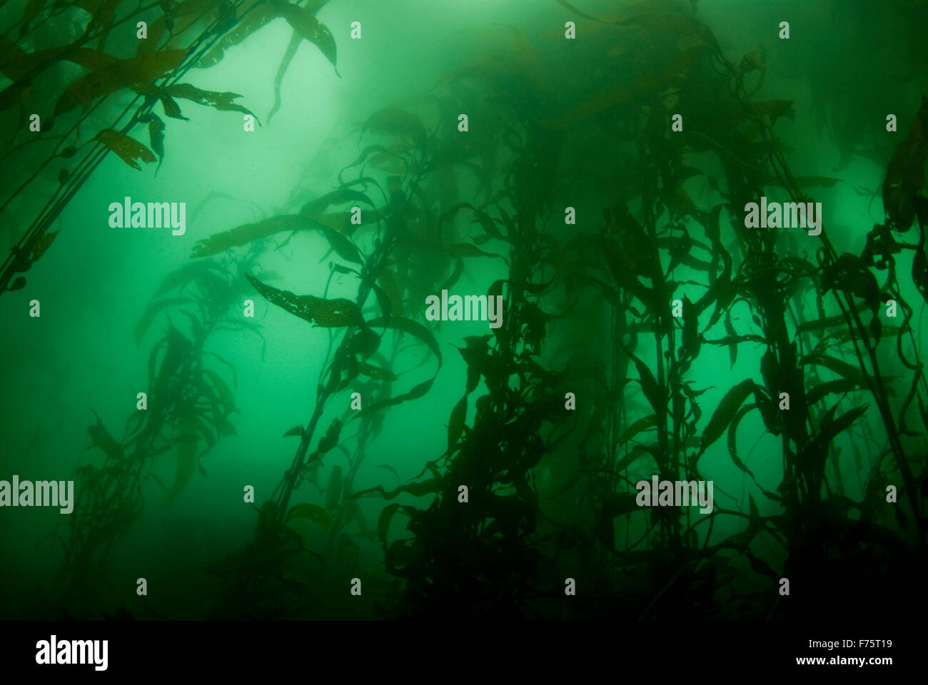 Kelp Forest Landscape Stock Photo - Alamy