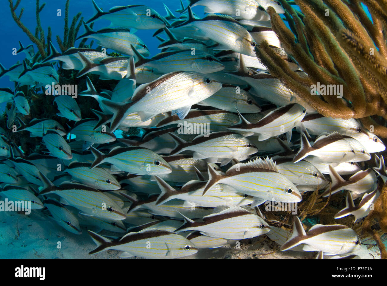 Grunt haemulidae hi-res stock photography and images - Alamy