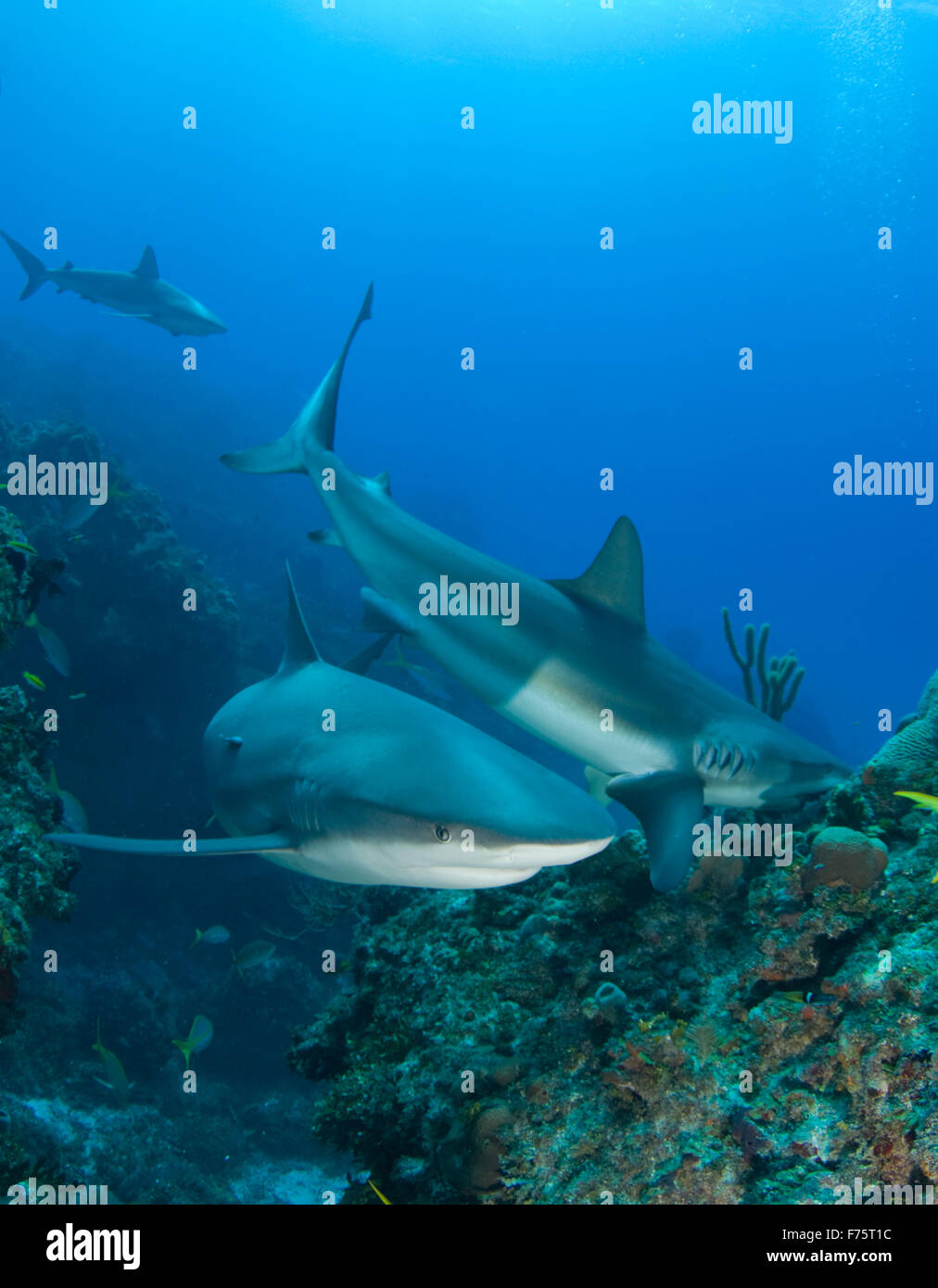 Multiple animals hi-res stock photography and images - Alamy