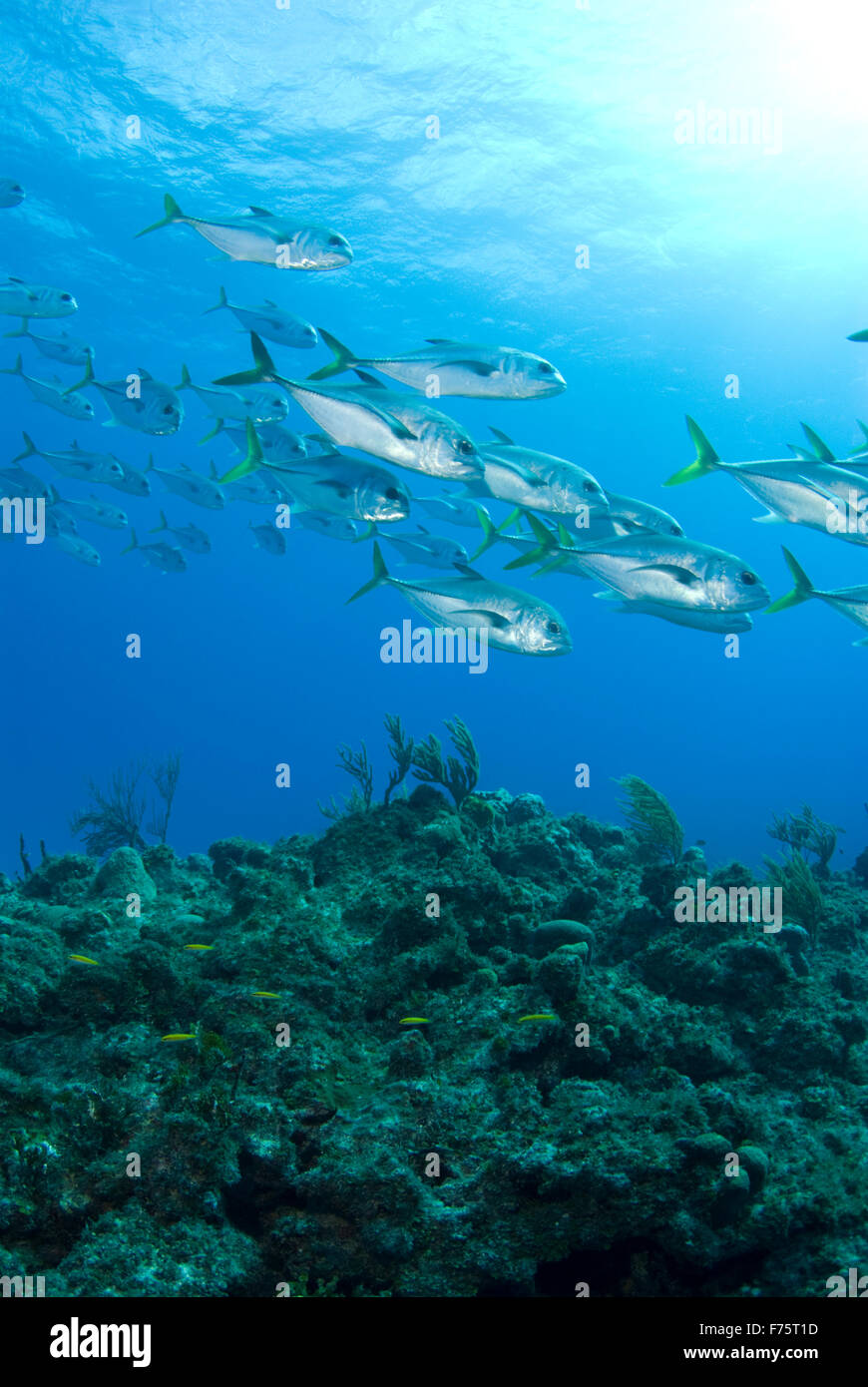 Multiple fish hi-res stock photography and images - Alamy