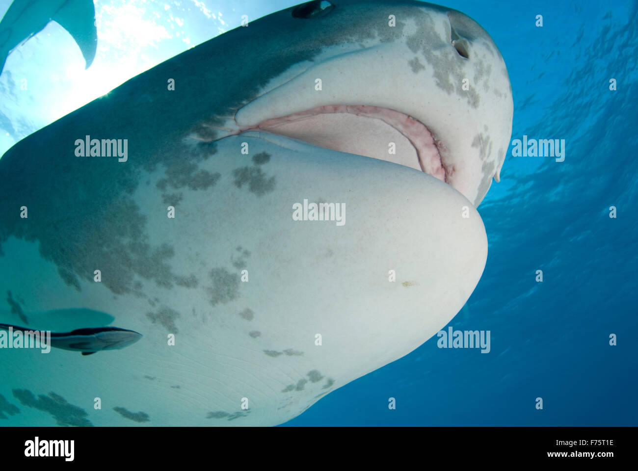 Tiger Shark Mouth Open Pillow Of TIGER SHARK Mouth Open Media