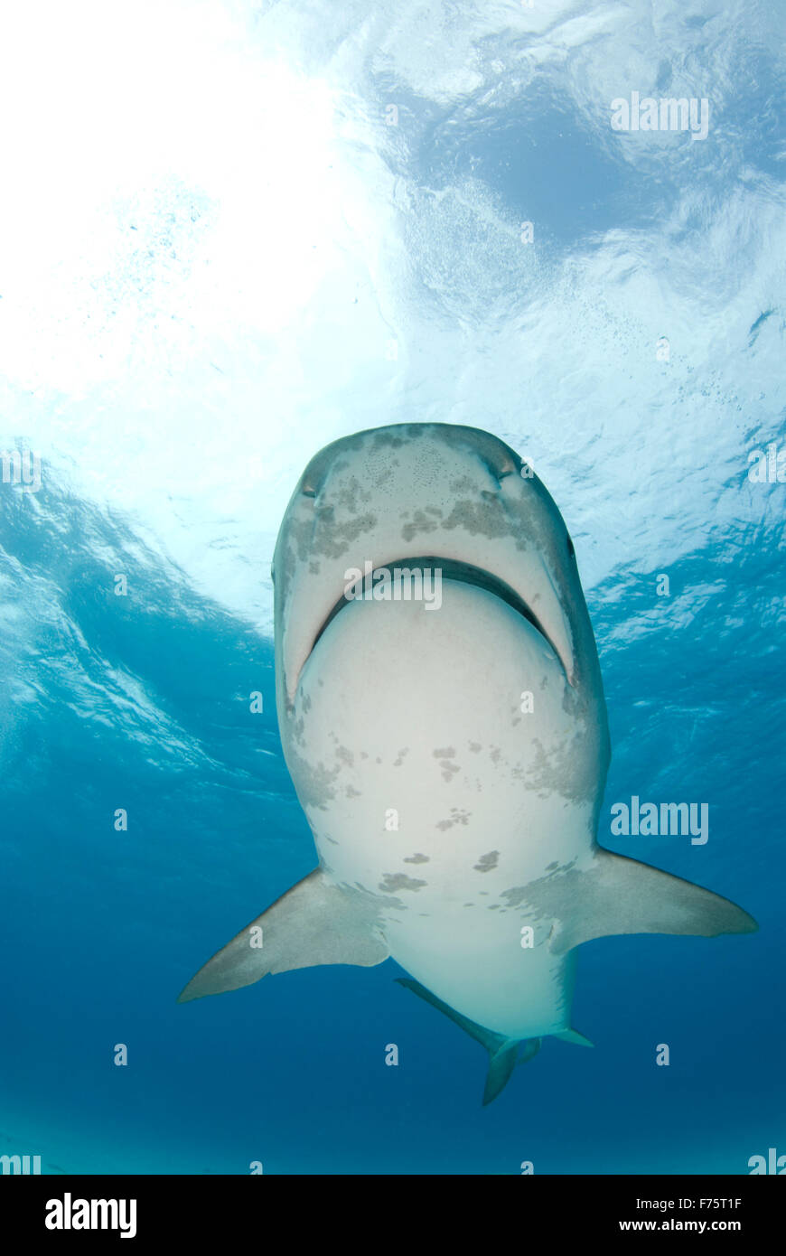 Tiger Shark Swims Overhead Stock Photo - Alamy