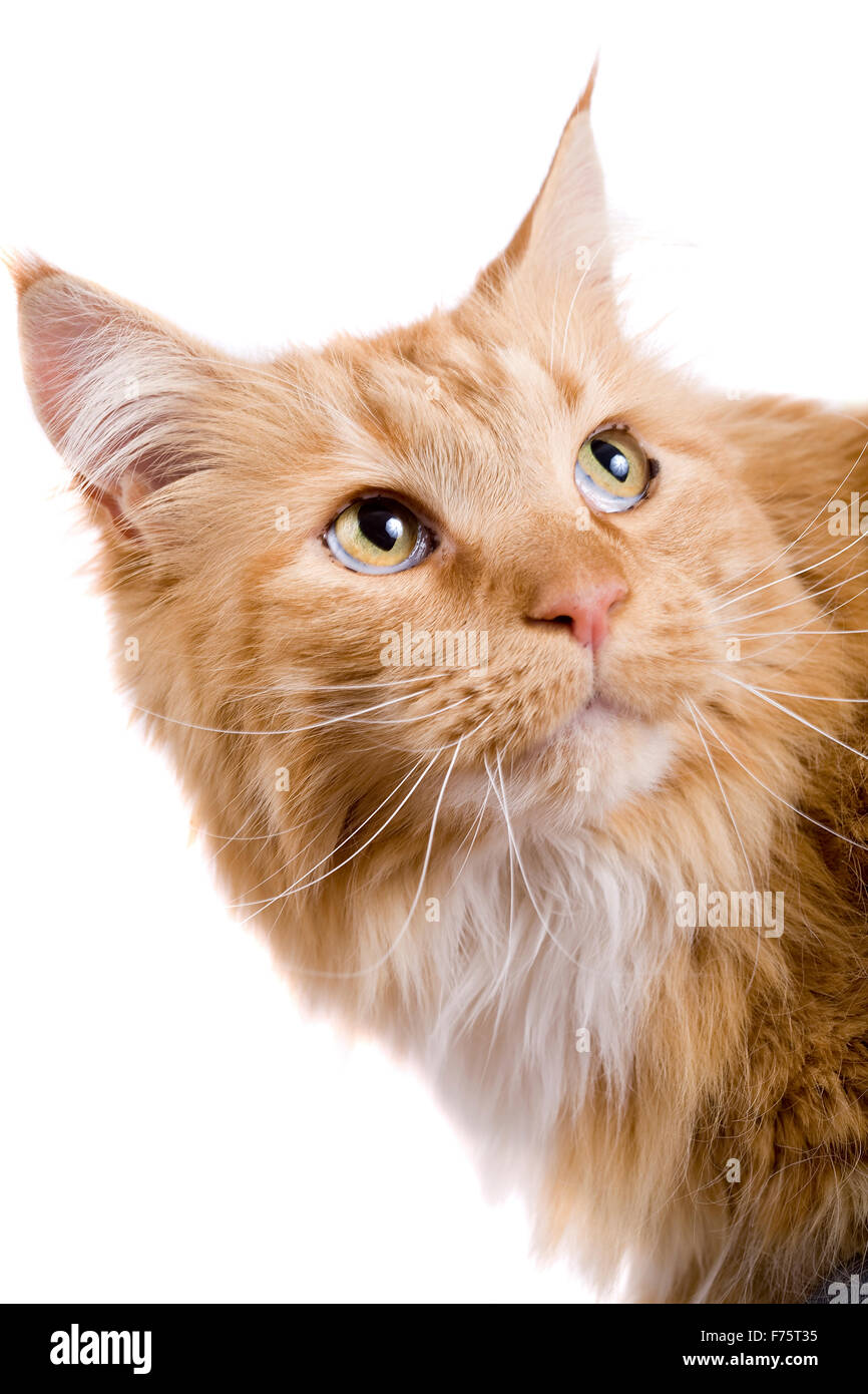 Maine coone cat Stock Photo - Alamy