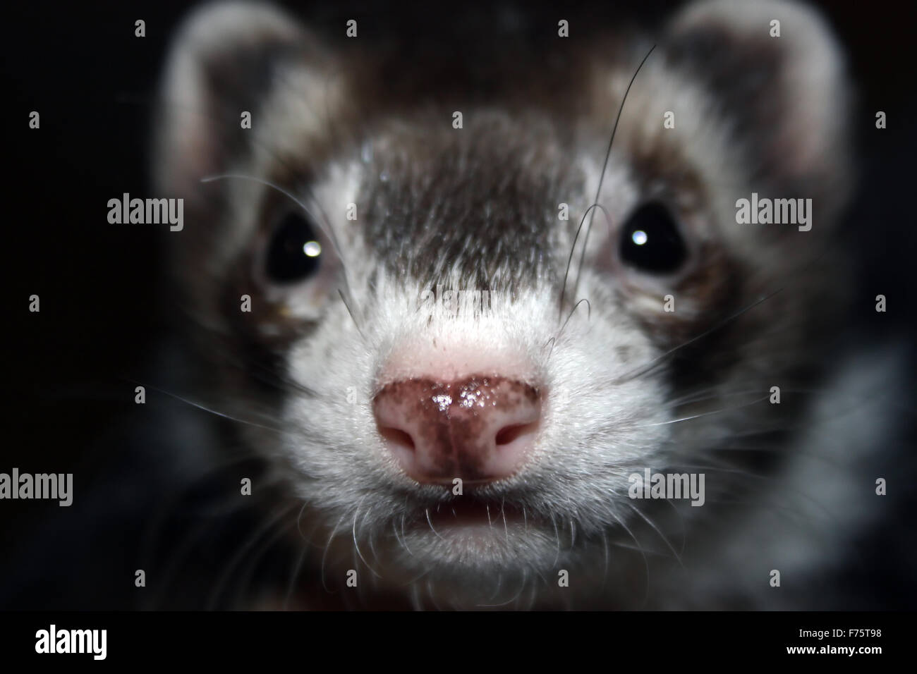 Ferret Muzzle High Resolution Stock Photography and Images - Alamy
