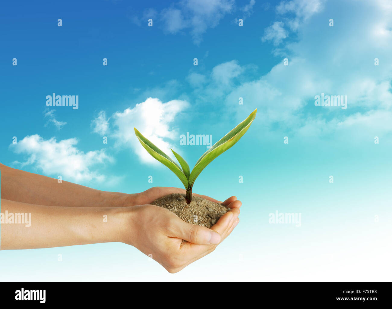 Hand and a plant Stock Photo - Alamy