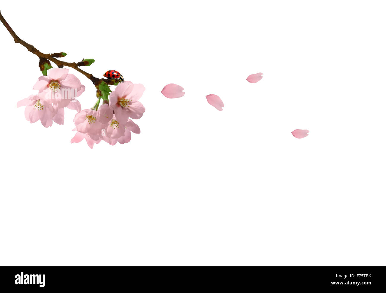 Branches of blossom Cut Out Stock Images & Pictures - Alamy