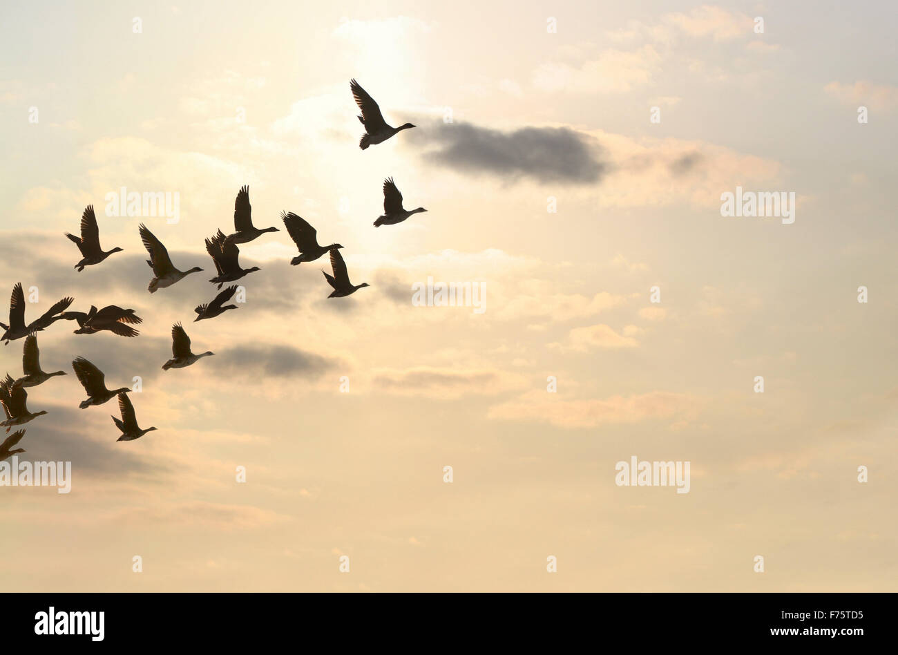 Communication birds hi-res stock photography and images - Alamy