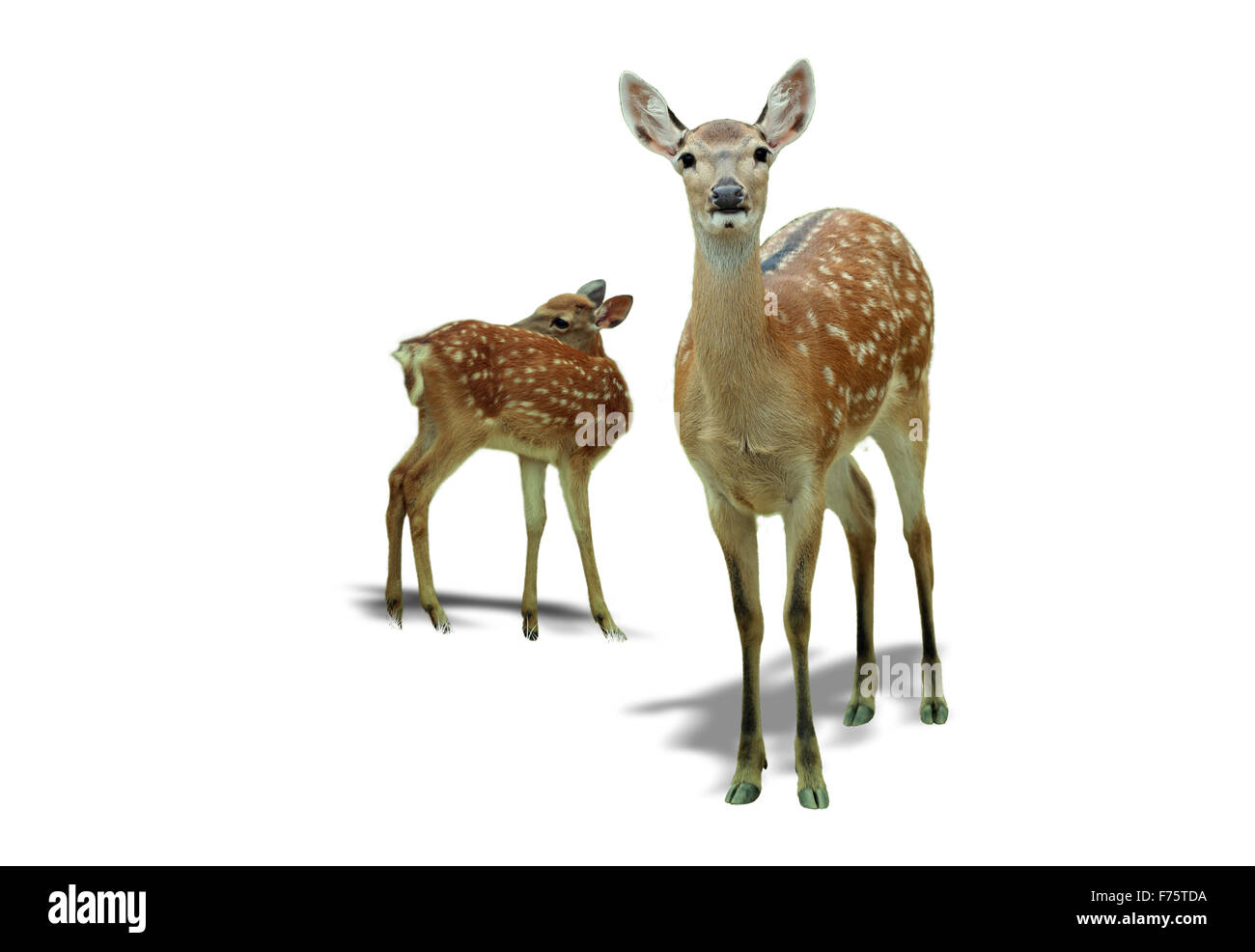 Beautiful deer Cut Out Stock Images & Pictures - Alamy