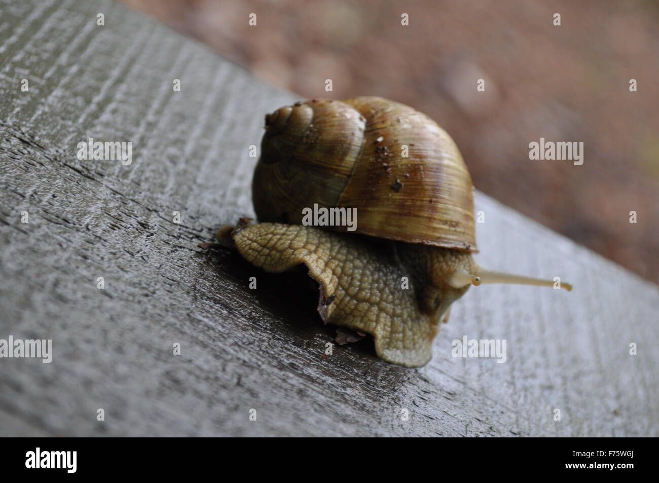 Slimy animals hi-res stock photography and images - Alamy