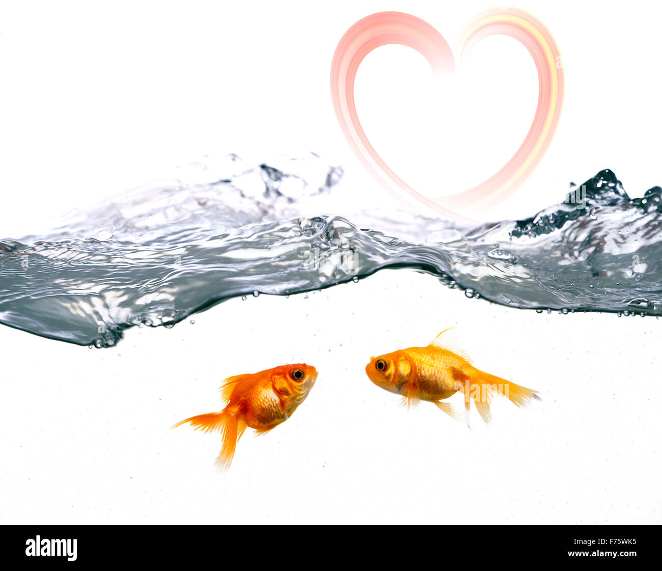 Two Golden Fishes Stock Photo - Alamy