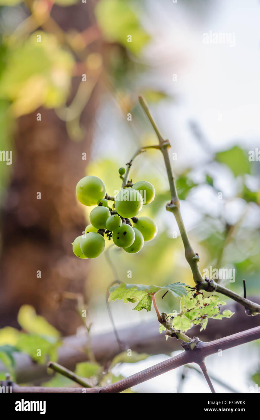 fresh bunch of small green grapes on the field Stock Photo - Alamy