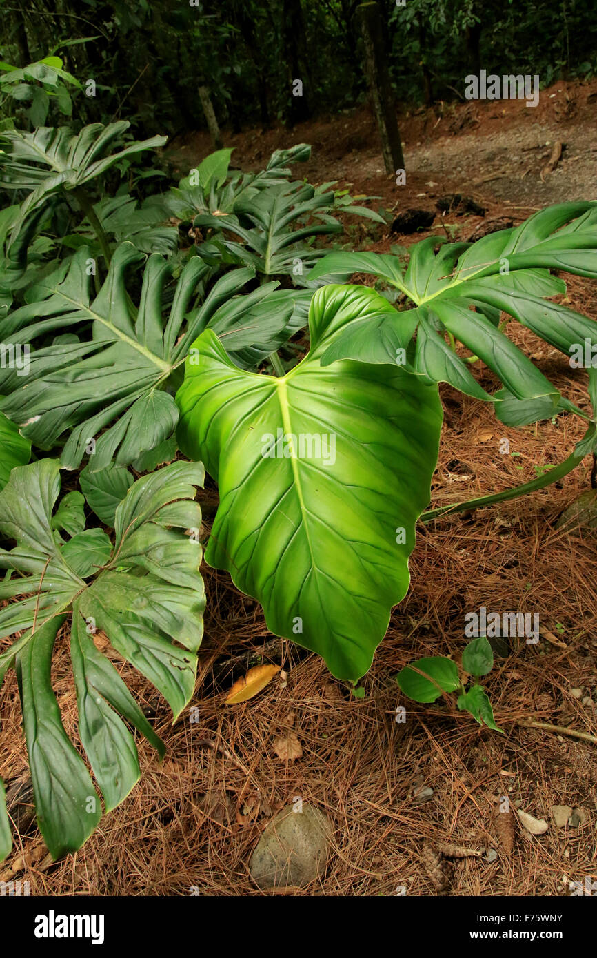 Large, tropical green leaves along the trail in the rainforest in ...