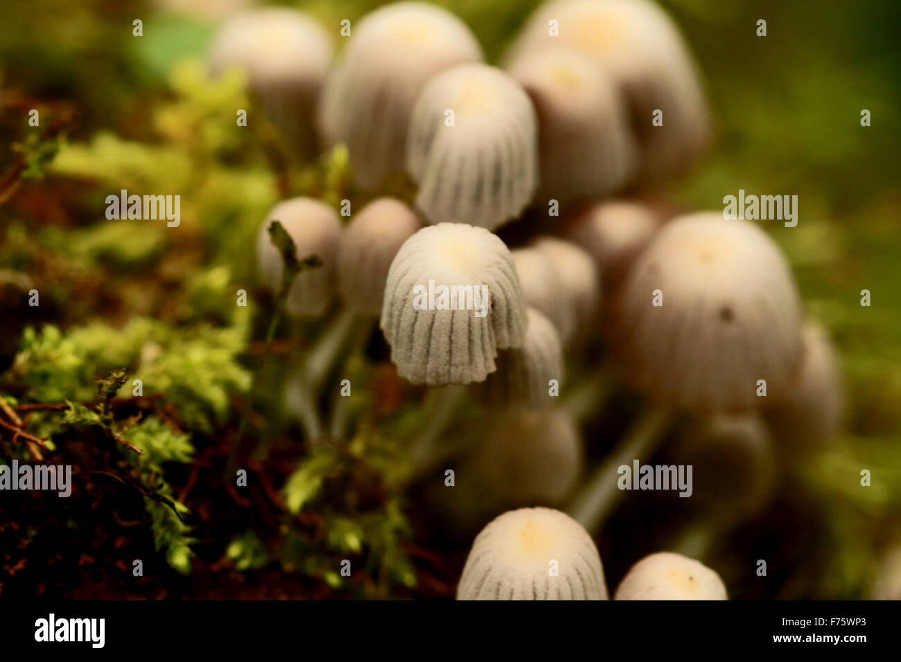 White mushroom patch / fungus patch growing on a log in the Arenal ...