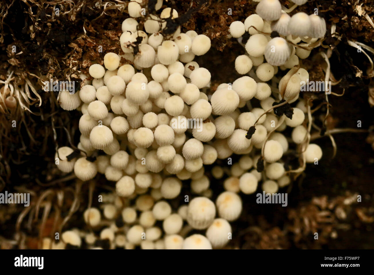 White mushroom patch / fungus patch growing on a log in the Arenal ...