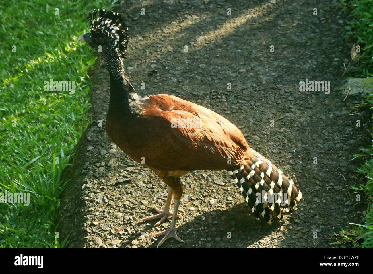 A Great Curassow, one of the largest members of the Cracidae family, in ...