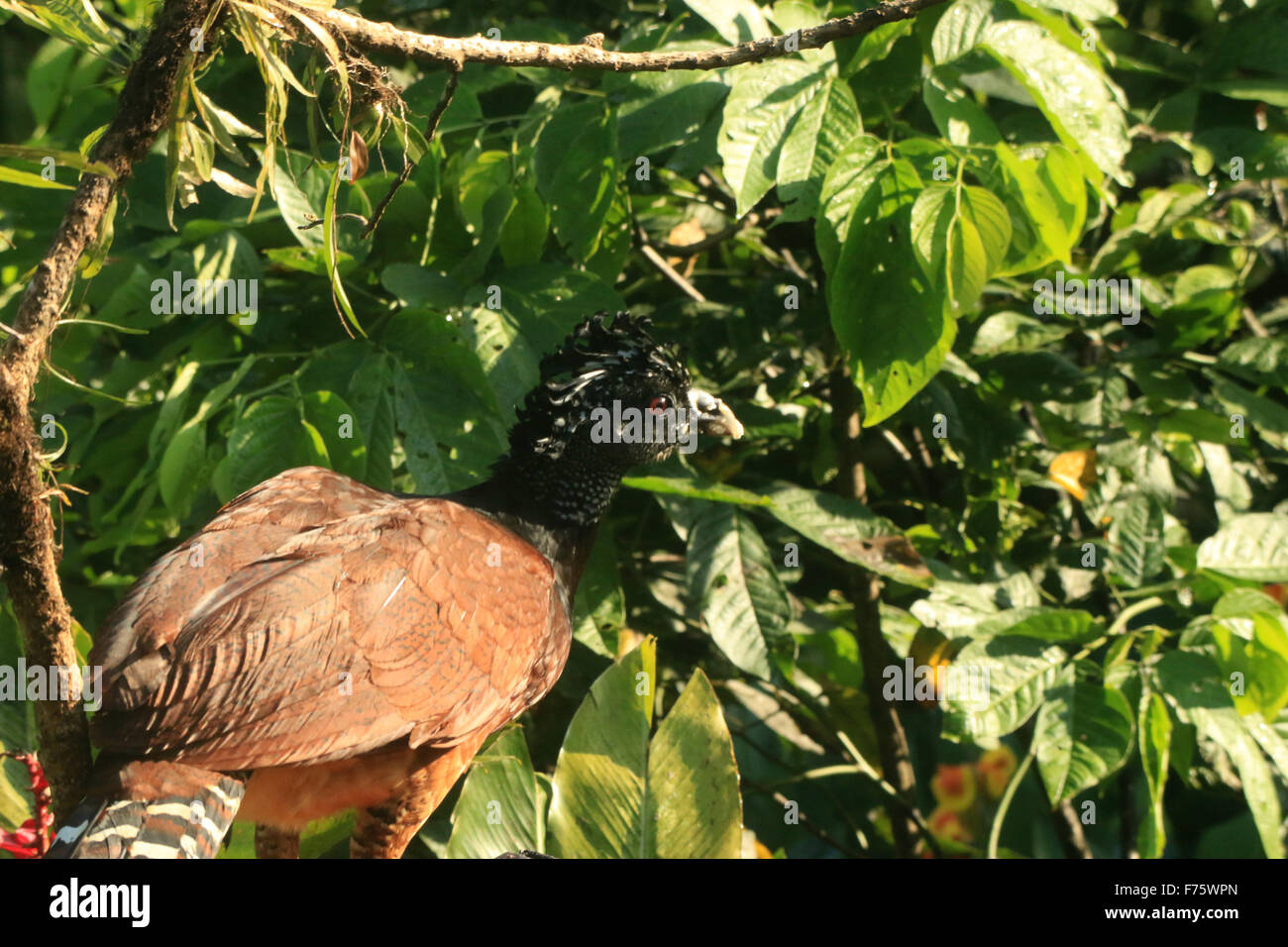 A Great Curassow, one of the largest members of the Cracidae family, in ...