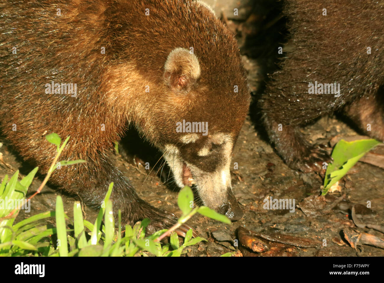 Cute coatie (pizote, a member of the racoon family) in the rainforest ...