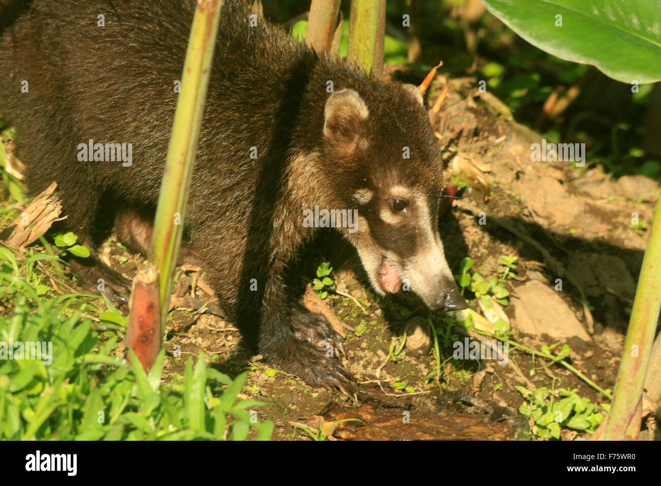 Cute coatie (pizote, a member of the racoon family) in the rainforest ...