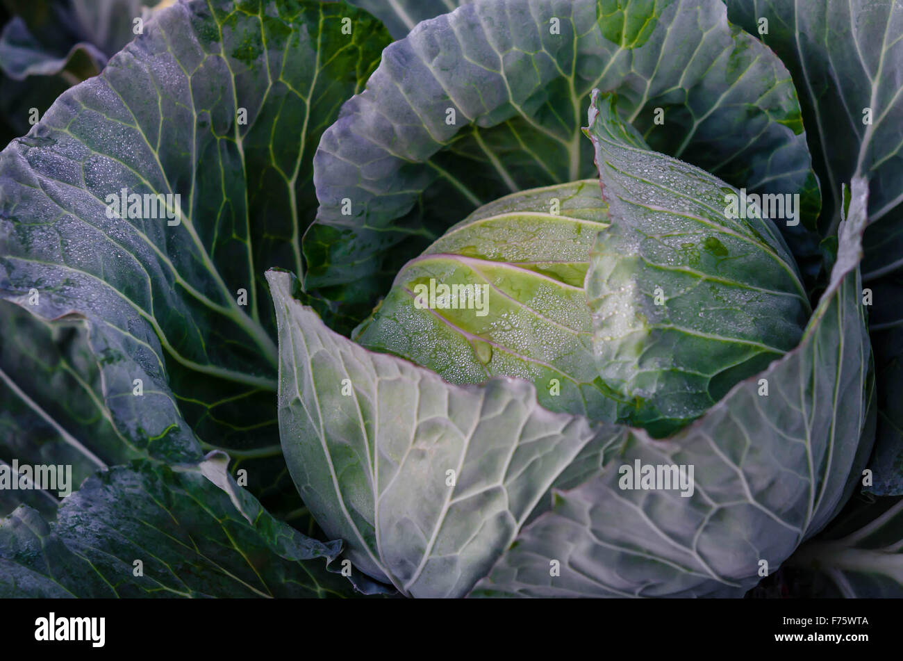 Fresh vegetable farming hi-res stock photography and images - Alamy