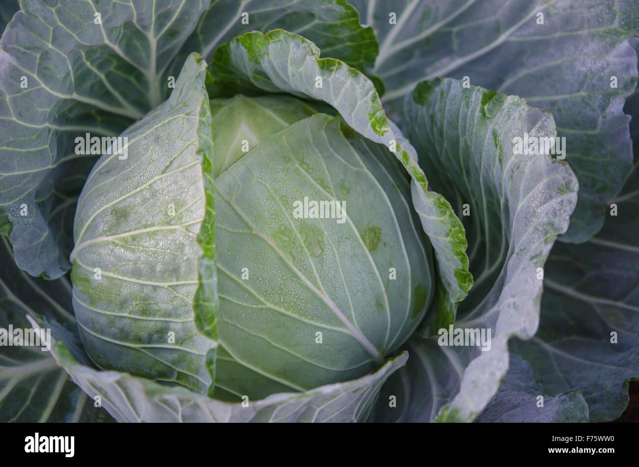 Close up fresh garden hi-res stock photography and images - Alamy