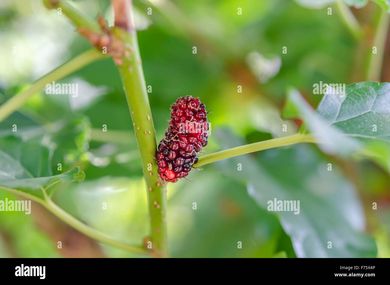 ripe mulberries in the green foliage Stock Photo - Alamy