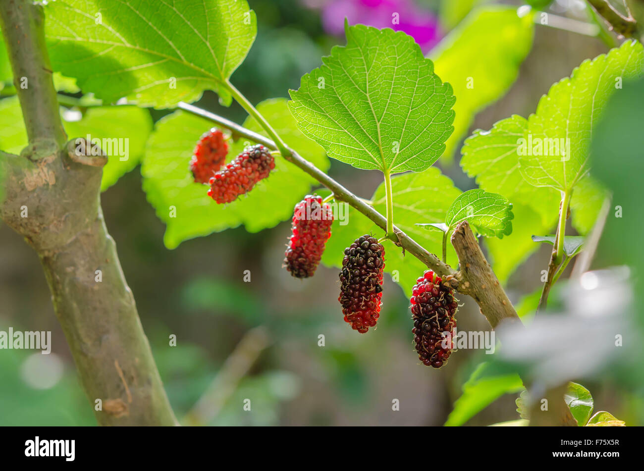 ripe mulberries in the green foliage Stock Photo - Alamy
