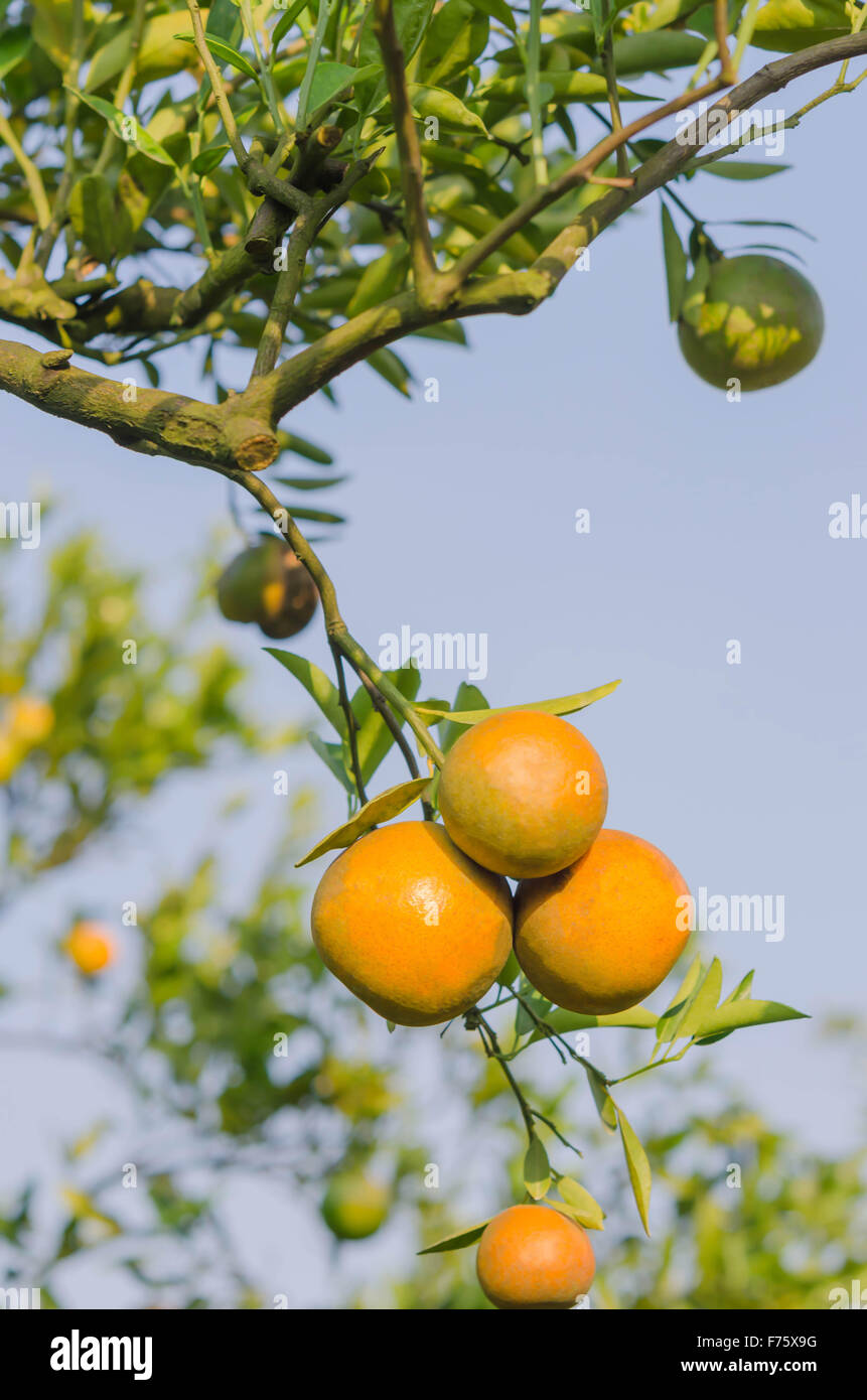 branch orange tree fruits with green leaves in sunlight Stock Photo - Alamy