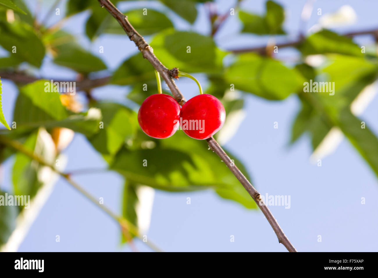 ripe red cherry in a tree Stock Photo - Alamy