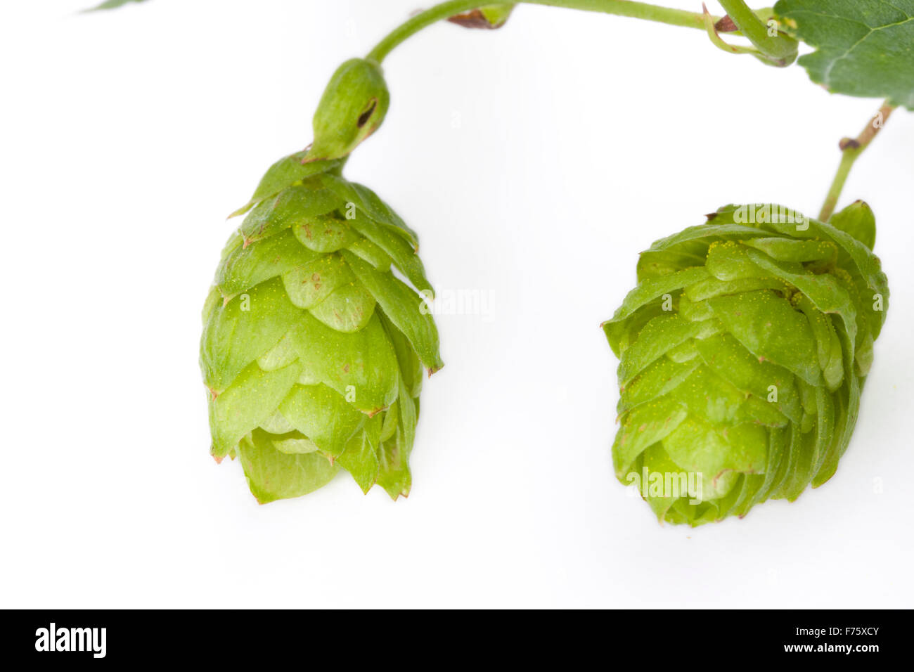 fresh green hop fruit detail isolated on white Stock Photo - Alamy