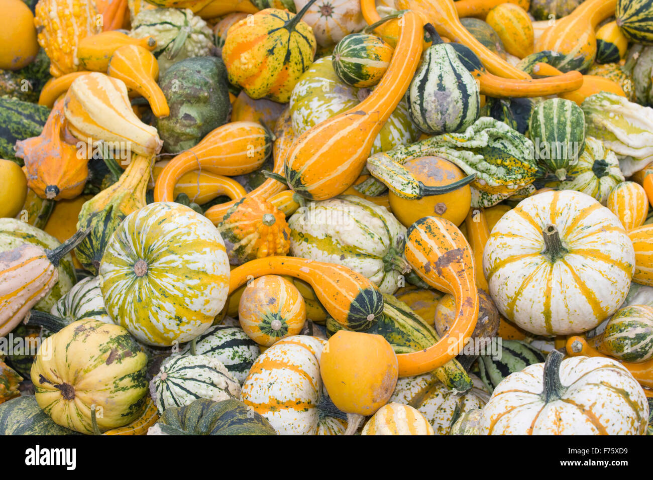 lots of pumpkins piled up Stock Photo - Alamy