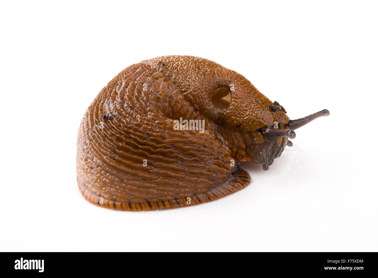 a slug on white background Stock Photo - Alamy