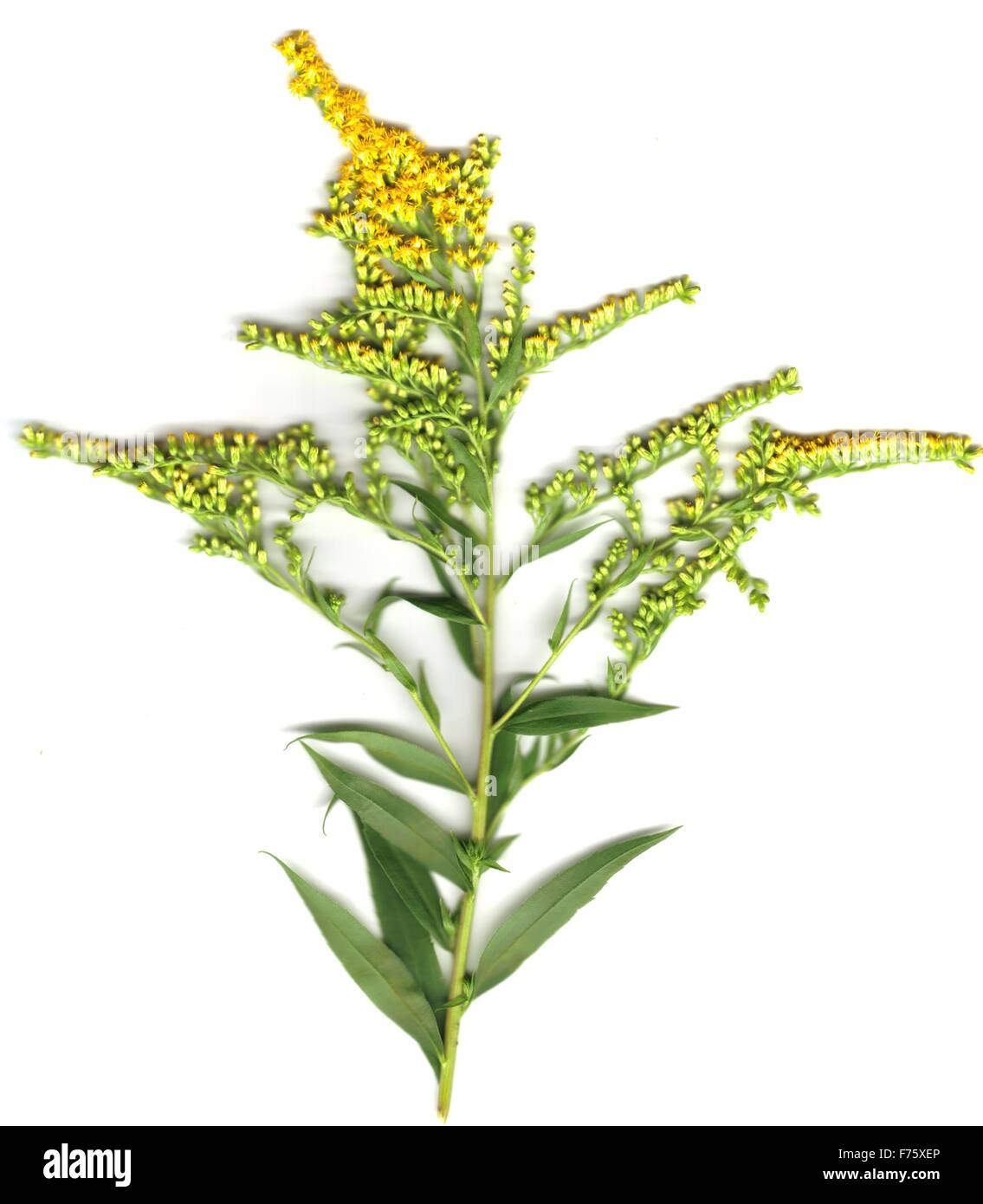 Goldenrod plant Cut Out Stock Images & Pictures - Alamy