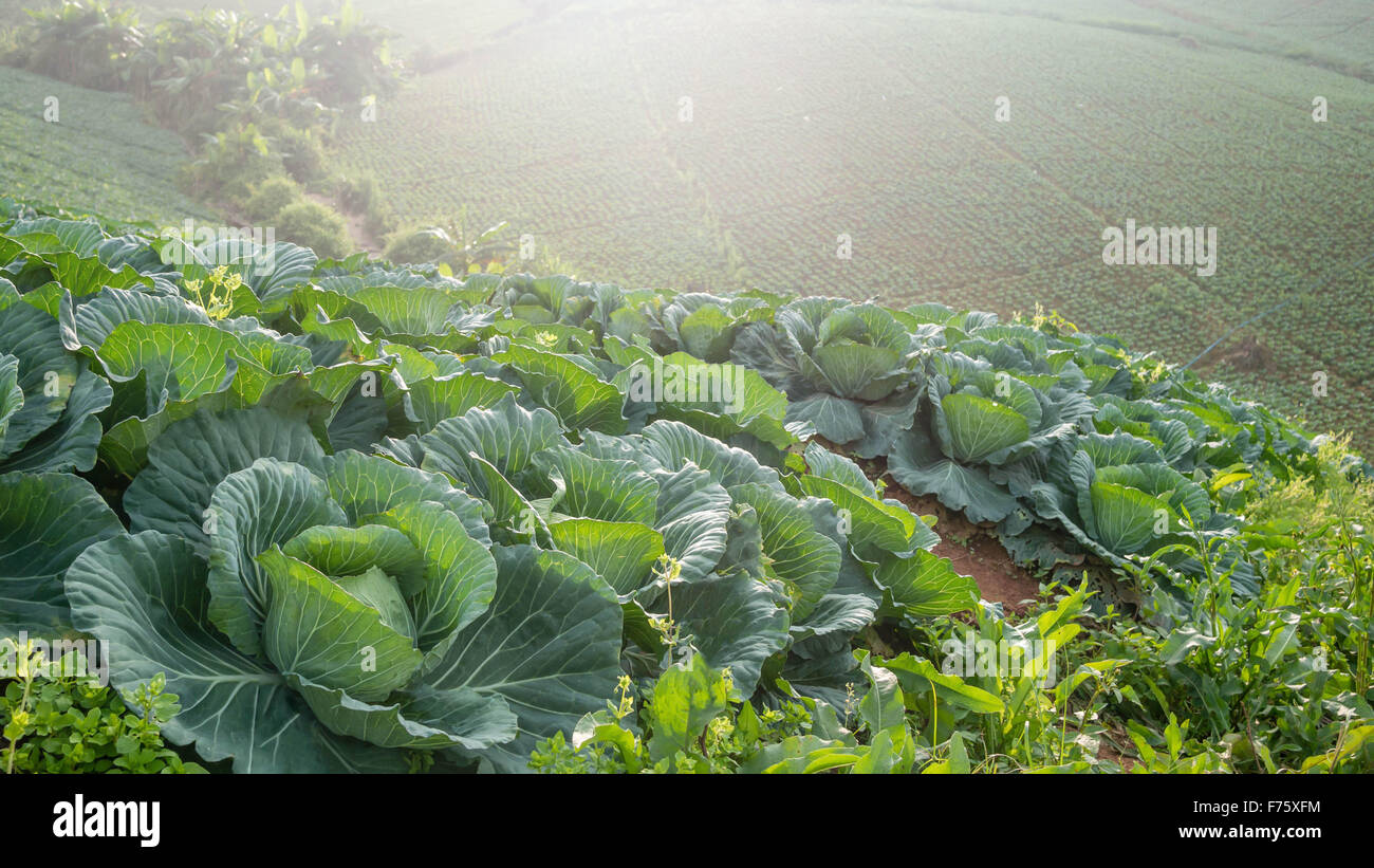 Landscape view of a freshly growing cabbage field Stock Photo - Alamy