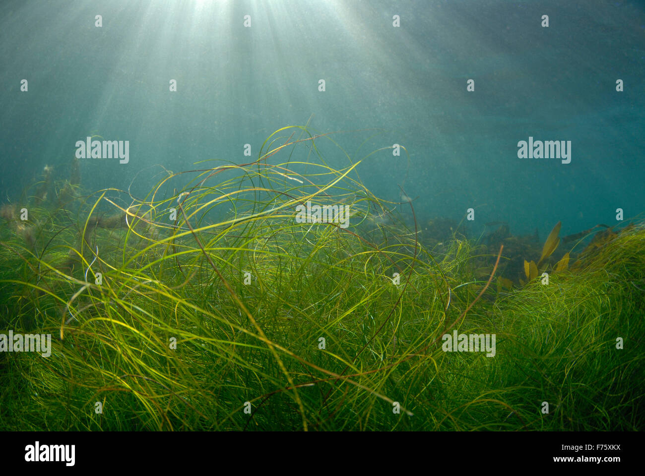 Underwater grass hi-res stock photography and images - Alamy