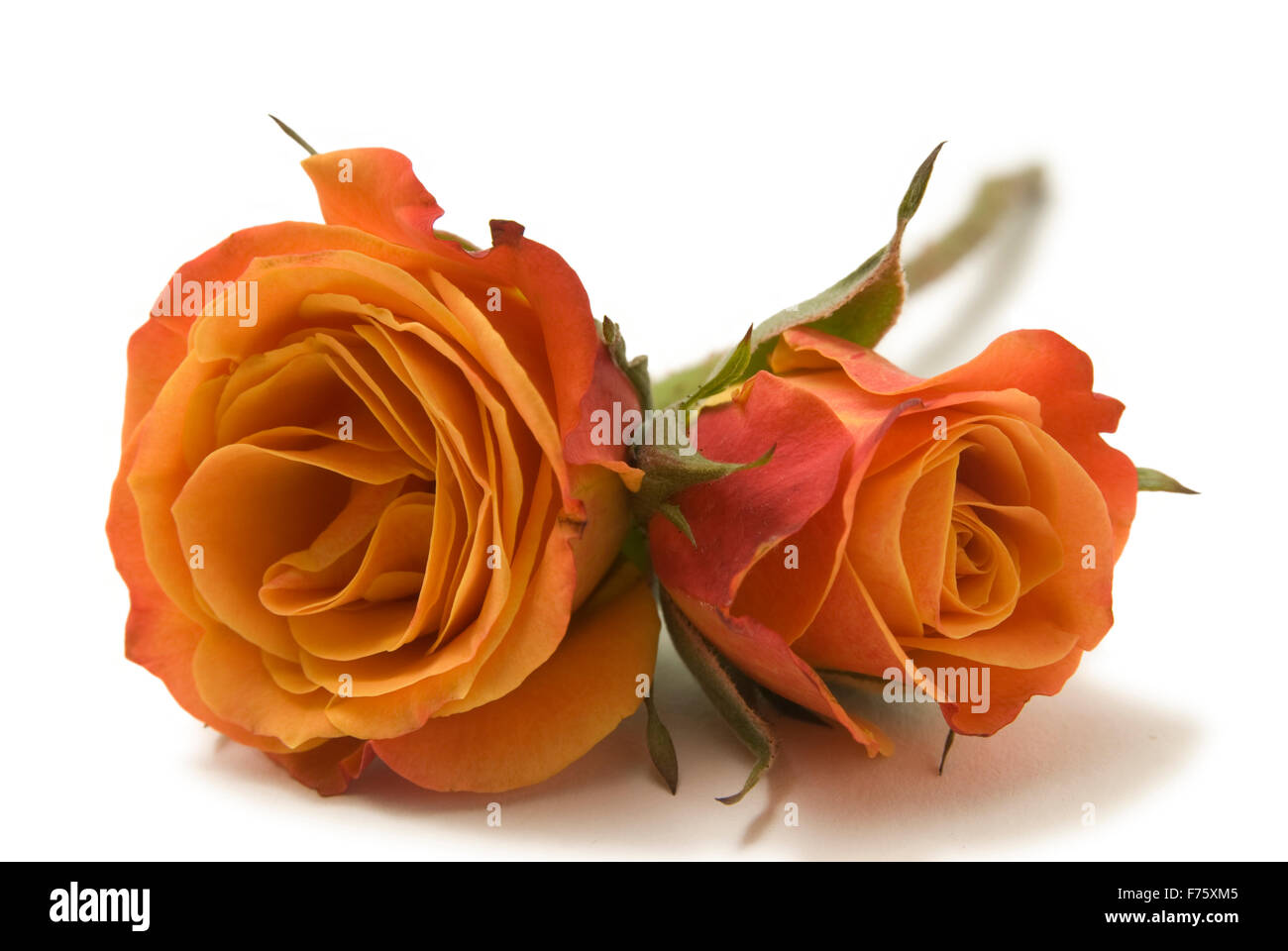 Two Orange Roses Stock Photo - Alamy