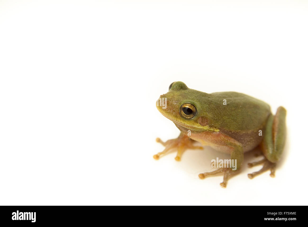 Close Up Tree Frog Stock Photo - Alamy