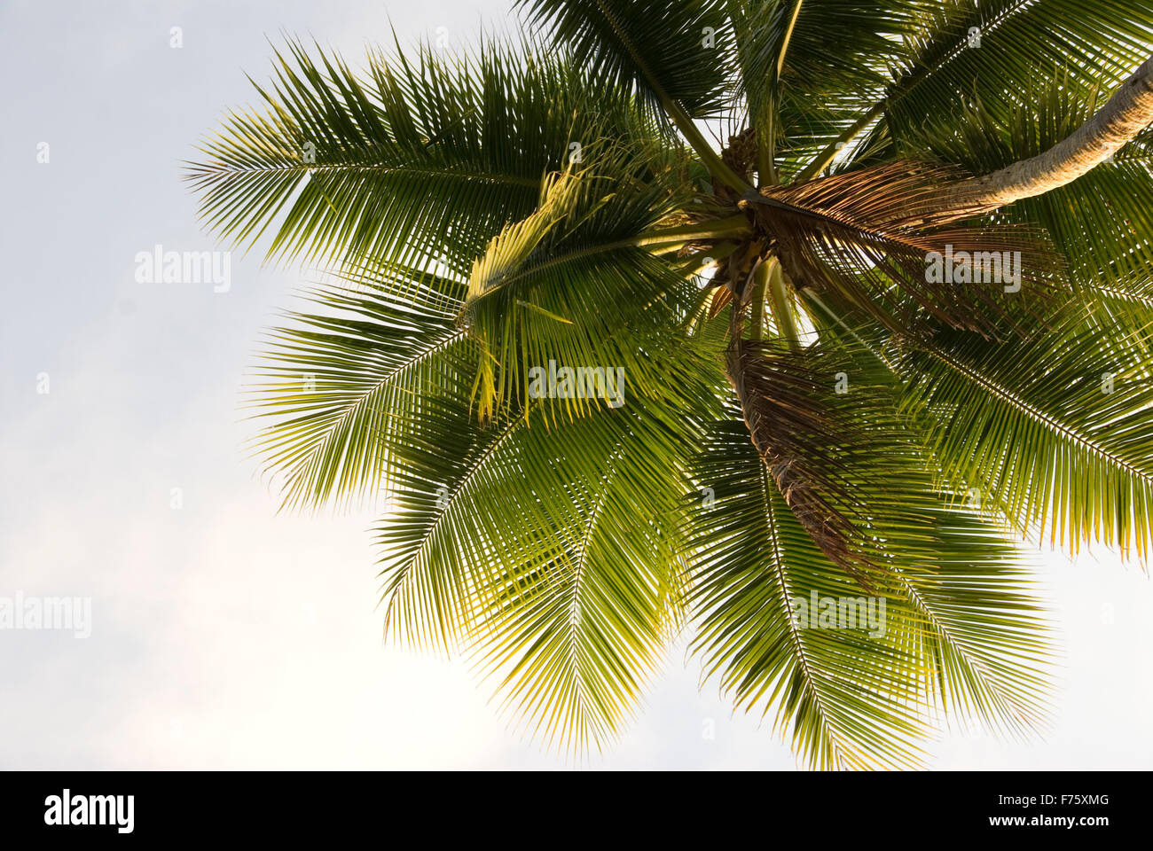 Palm Tree Close-up Stock Photo - Alamy