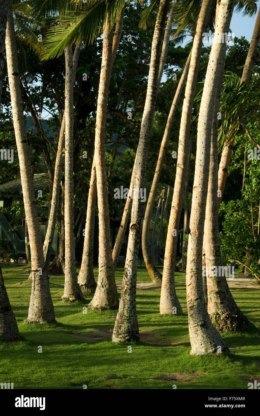 Group of palm tree trunks hi-res stock photography and images - Alamy