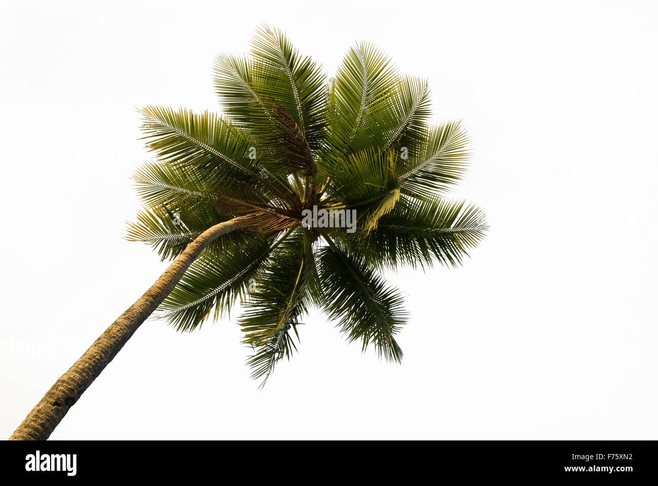 Tropical Palm Tree Isolated Stock Photo - Alamy Tropical Palm Tree Isolated Stock Photo - Alamy