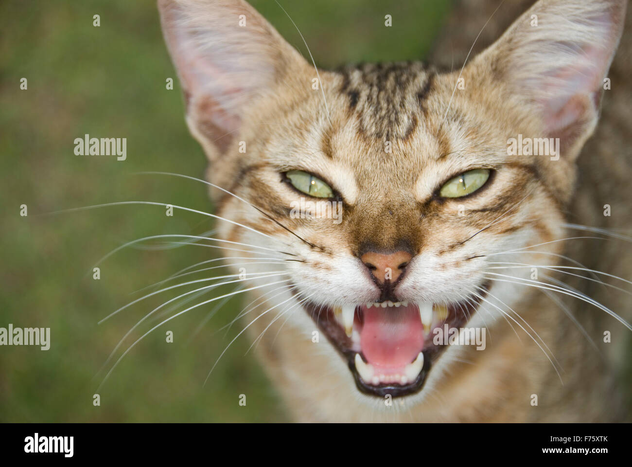 Cat fangs hi-res stock photography and images - Alamy