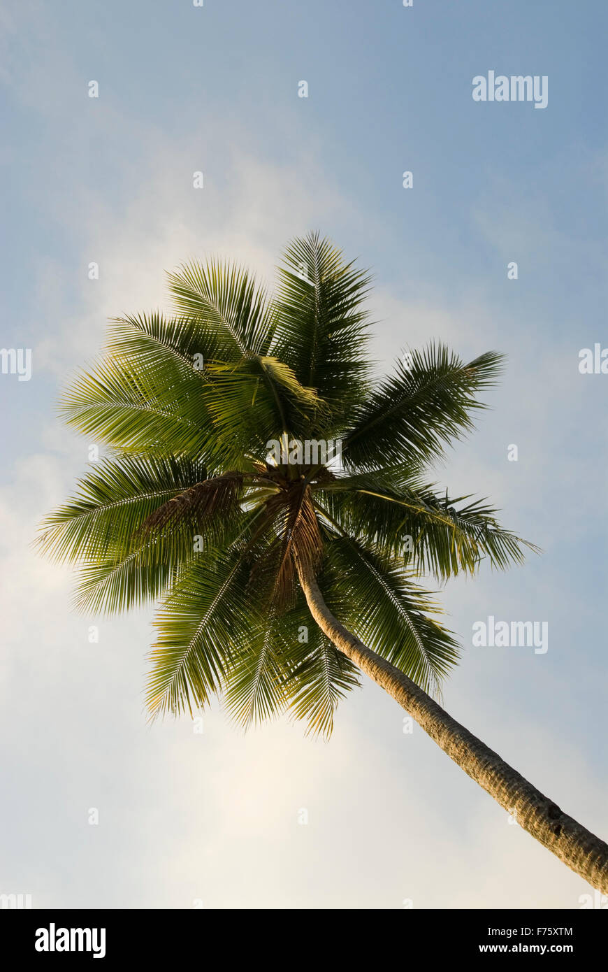 Tropical Palm Tree Stock Photo - Alamy