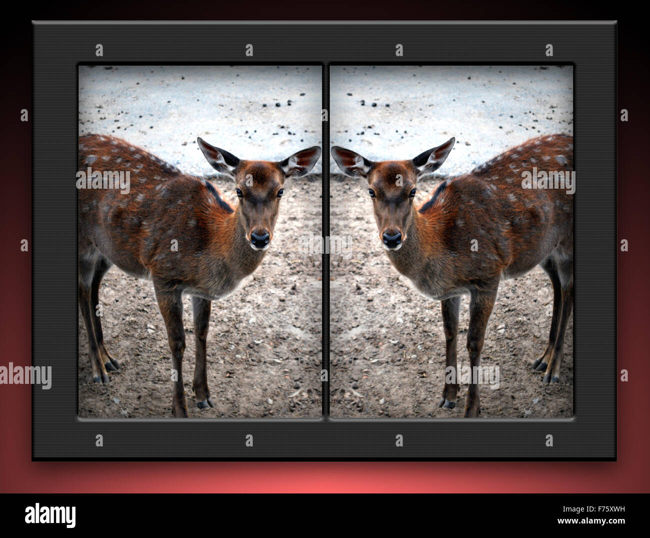 Clone animal hi-res stock photography and images - Alamy