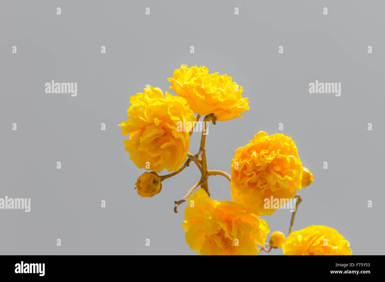 Cochlospermum regium tree hi-res stock photography and images - Alamy
