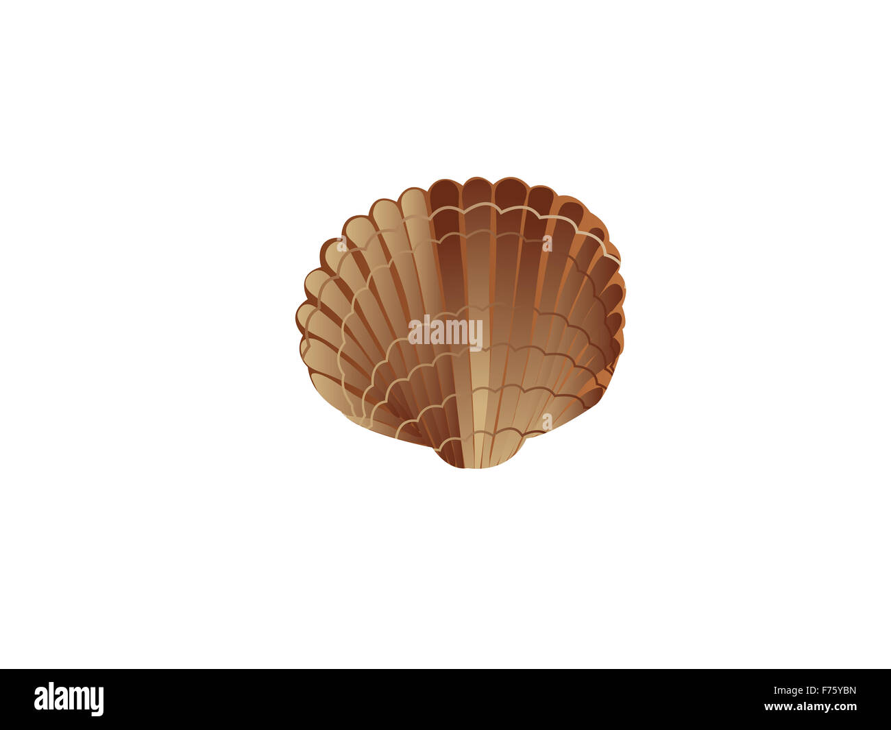 Shell covering Cut Out Stock Images & Pictures - Alamy