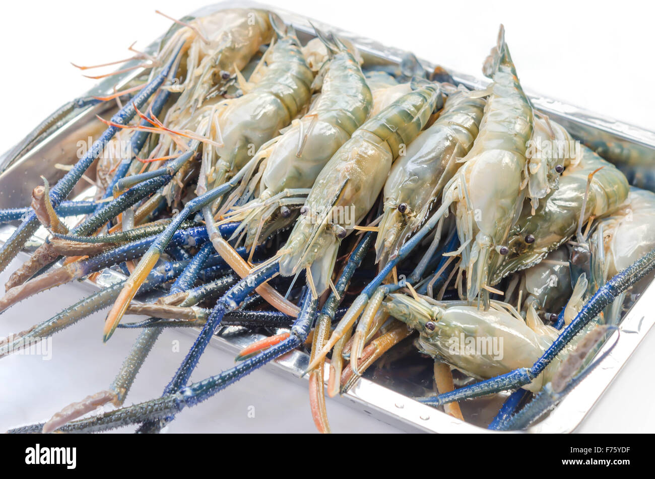 Giant freshwater prawn hi-res stock photography and images - Alamy