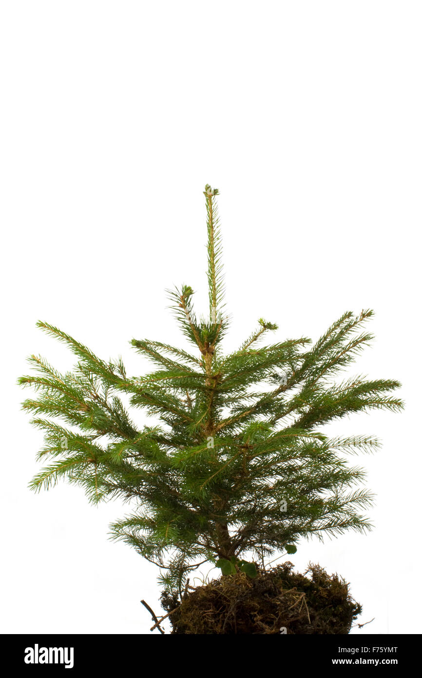 small spruce tree on white background Stock Photo - Alamy